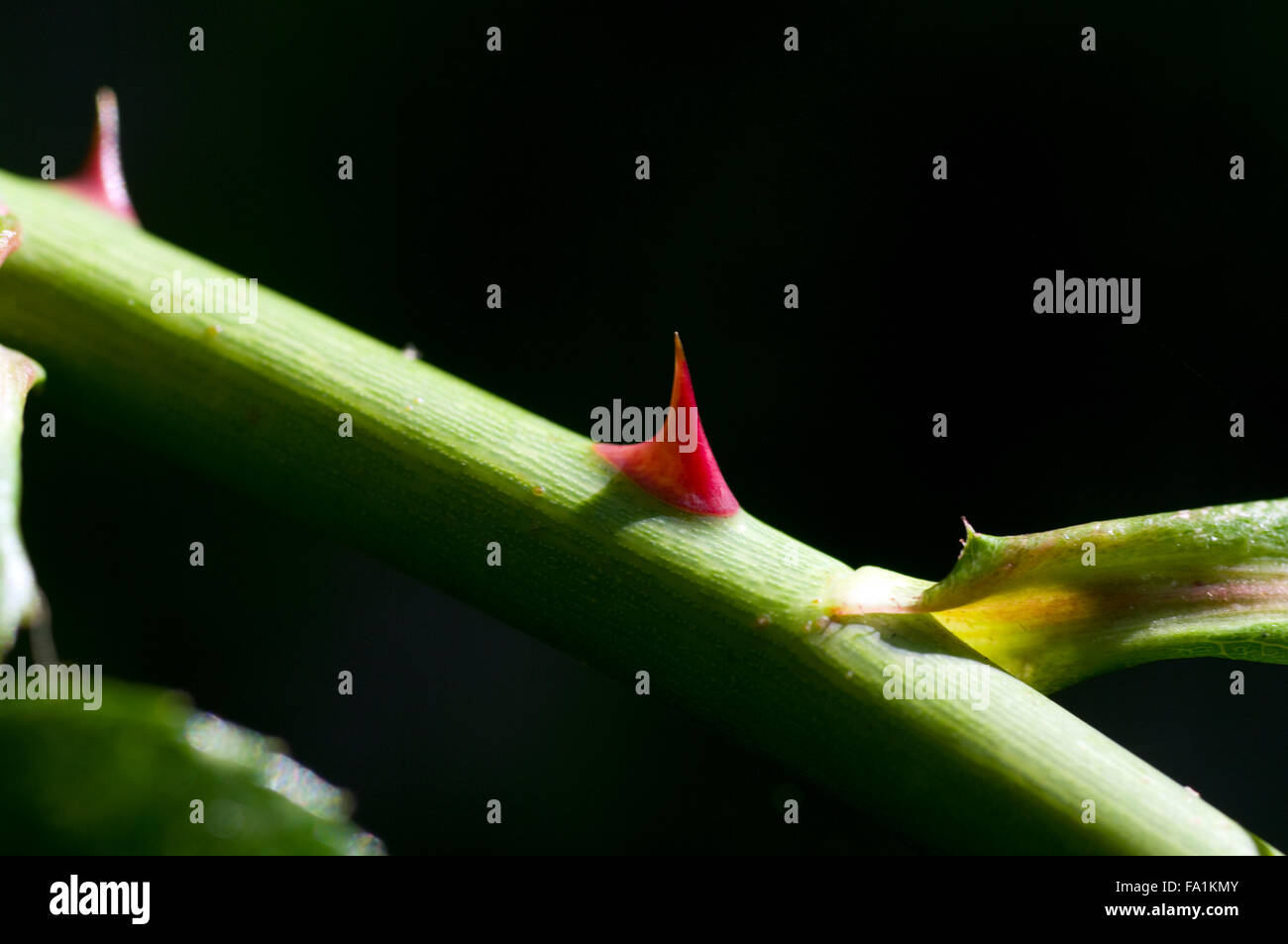 A thorn of a rose in the sunlight against dark background Stock Photo ...