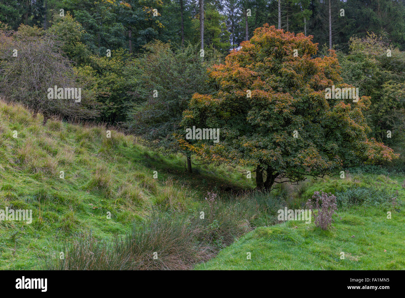 A small copse of trees at the edge of Eddington woods Stock Photo - Alamy