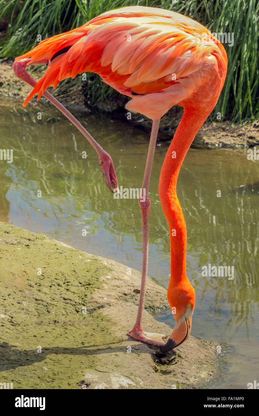 Flamingo scratching for food by a lake at Slimbridge Wildfowl Centre ...