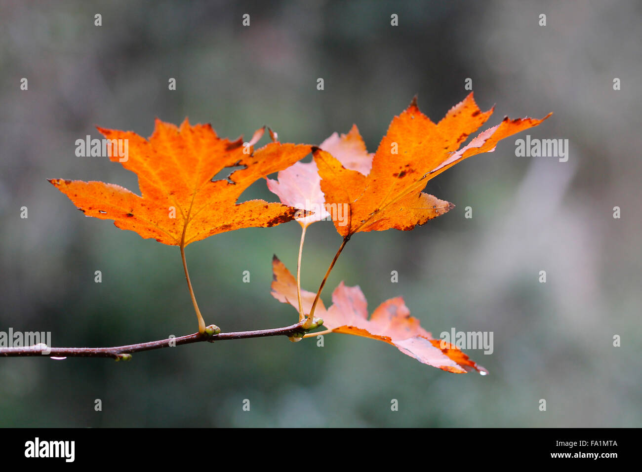 Fall of water hi-res stock photography and images - Alamy