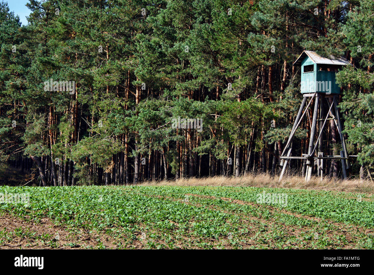 Hunting pulpit. wooden hunting tower on grassland in forest Stock Photo ...