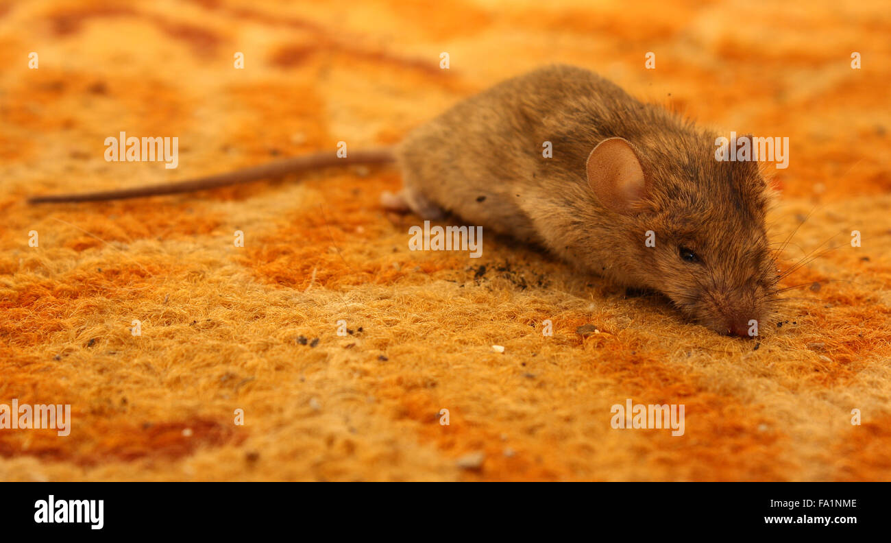 Frightened mouse hi-res stock photography and images - Alamy