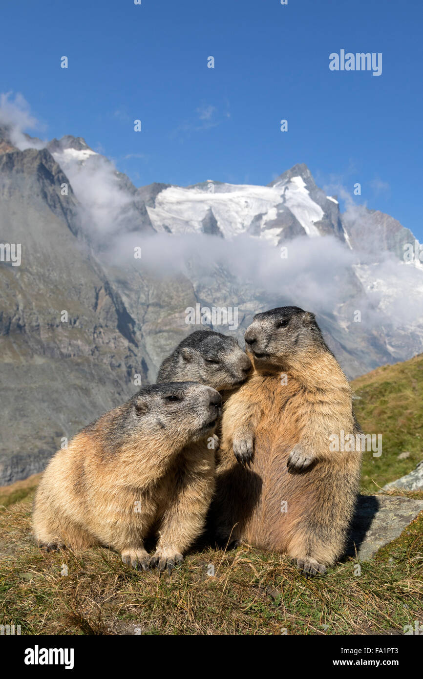 Alpine marmot grossglockner hi-res stock photography and images - Alamy
