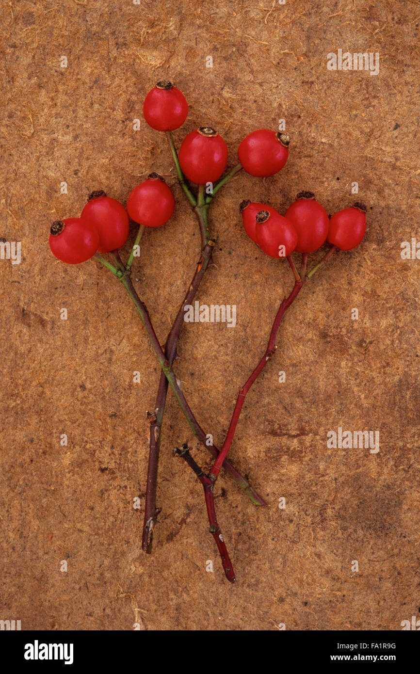 Three stems of Dog rose or Rosa canina each topped with three or four ...