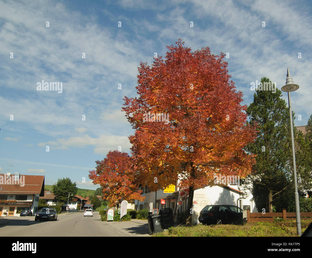 Golden Tree in Fall at the Old Town in Fussen, Germany Stock Photo - Alamy