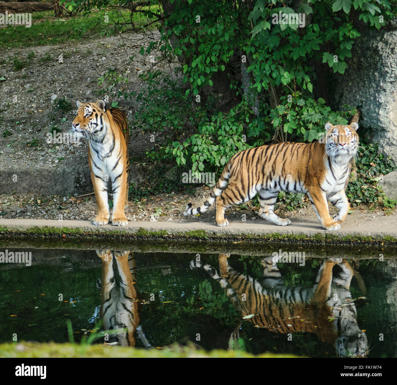 Bengal tigers (Panthera tigris Stock Photo - Alamy