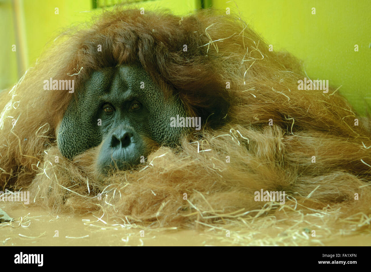 Sumatran orangutan (Pongo abelii Stock Photo - Alamy