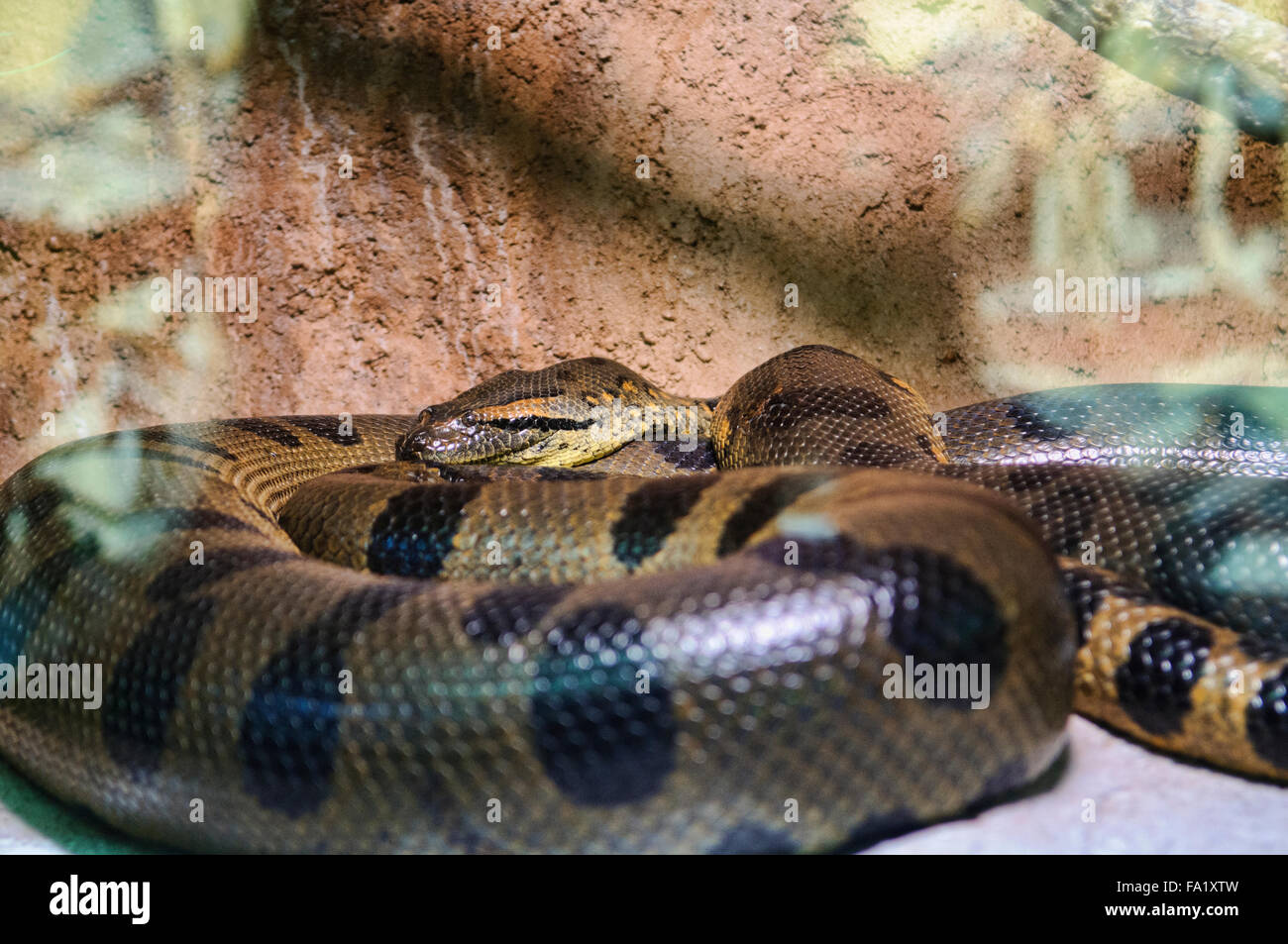Anaconda pattern hi-res stock photography and images - Alamy