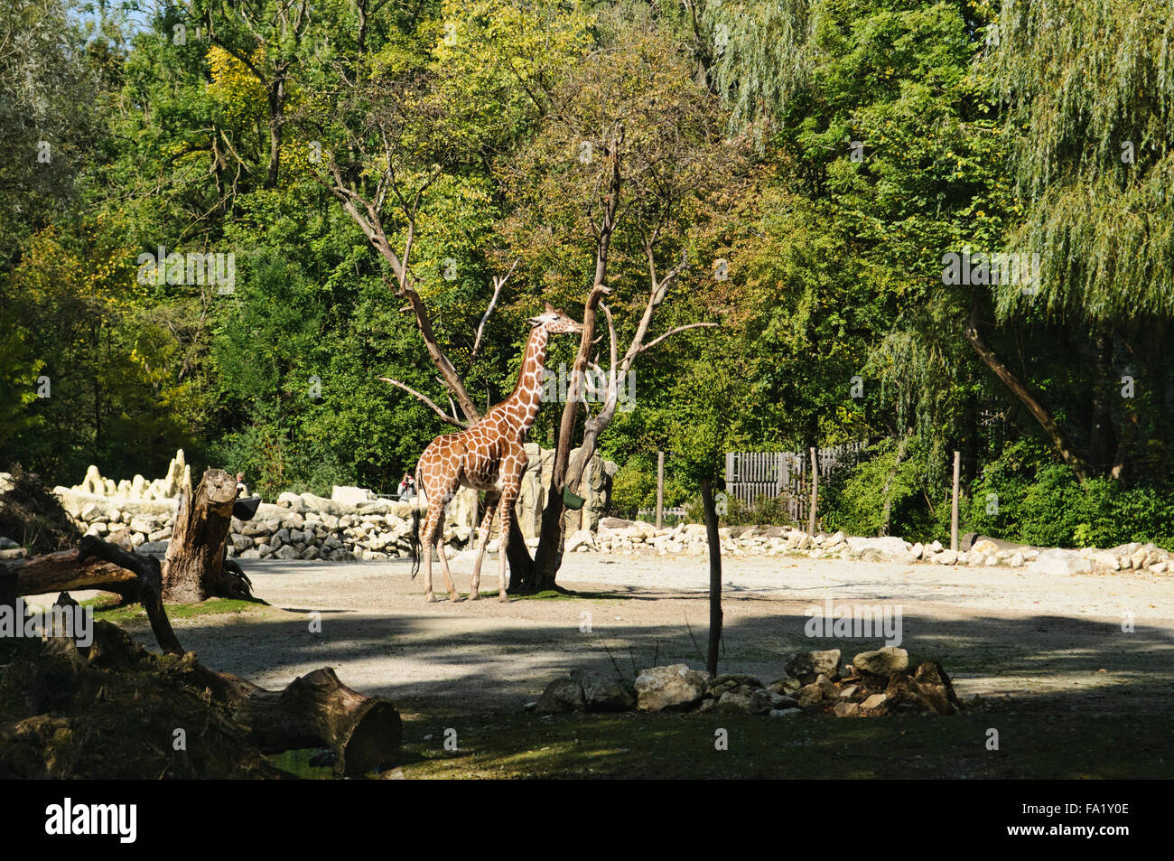 Giraffe under tree hi-res stock photography and images - Alamy