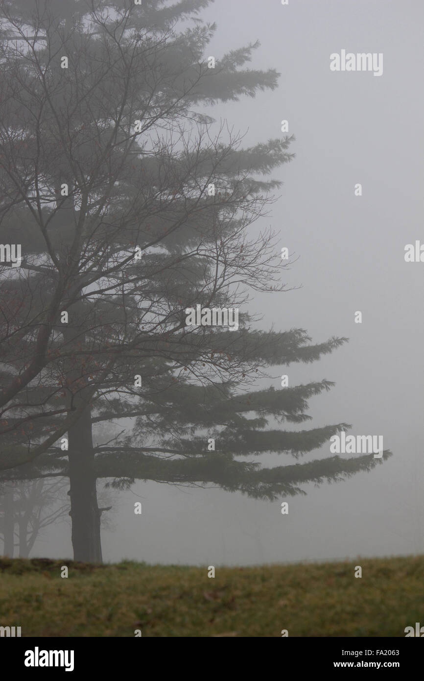 Foggy Days- An image showing a park tree in the midst of heavy fog at ...