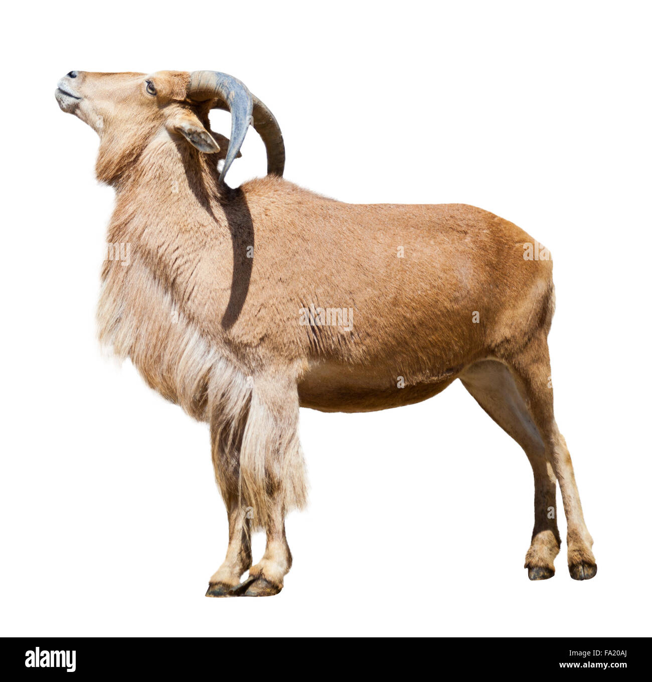 Female barbary sheep. Isolated over white background Stock Photo - Alamy