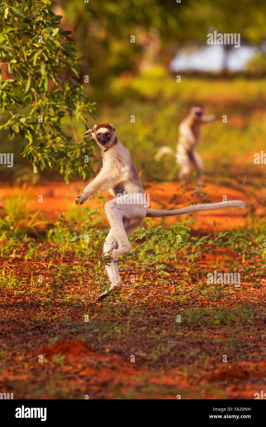 Verreaux’s sifakas hi-res stock photography and images - Alamy