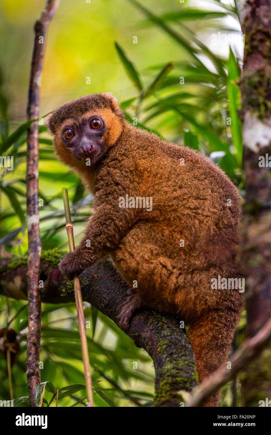 A Golden Bamboo lemur in Ranomafana National Park, Madagascar Stock ...