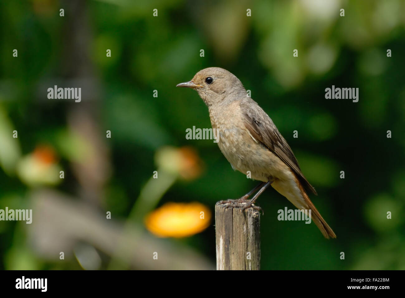 Female common redstart hi-res stock photography and images - Alamy