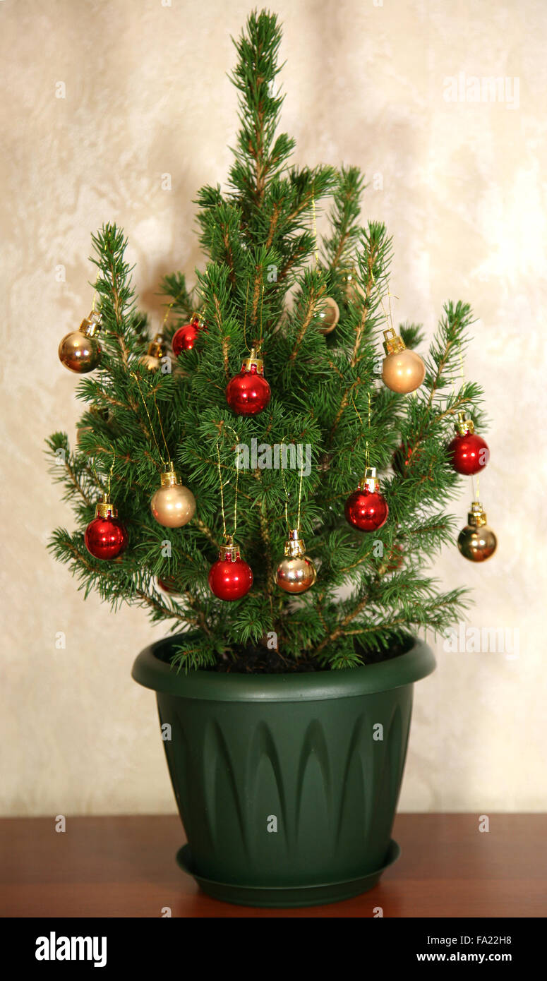 Small Christmas tree Stock Photo - Alamy
