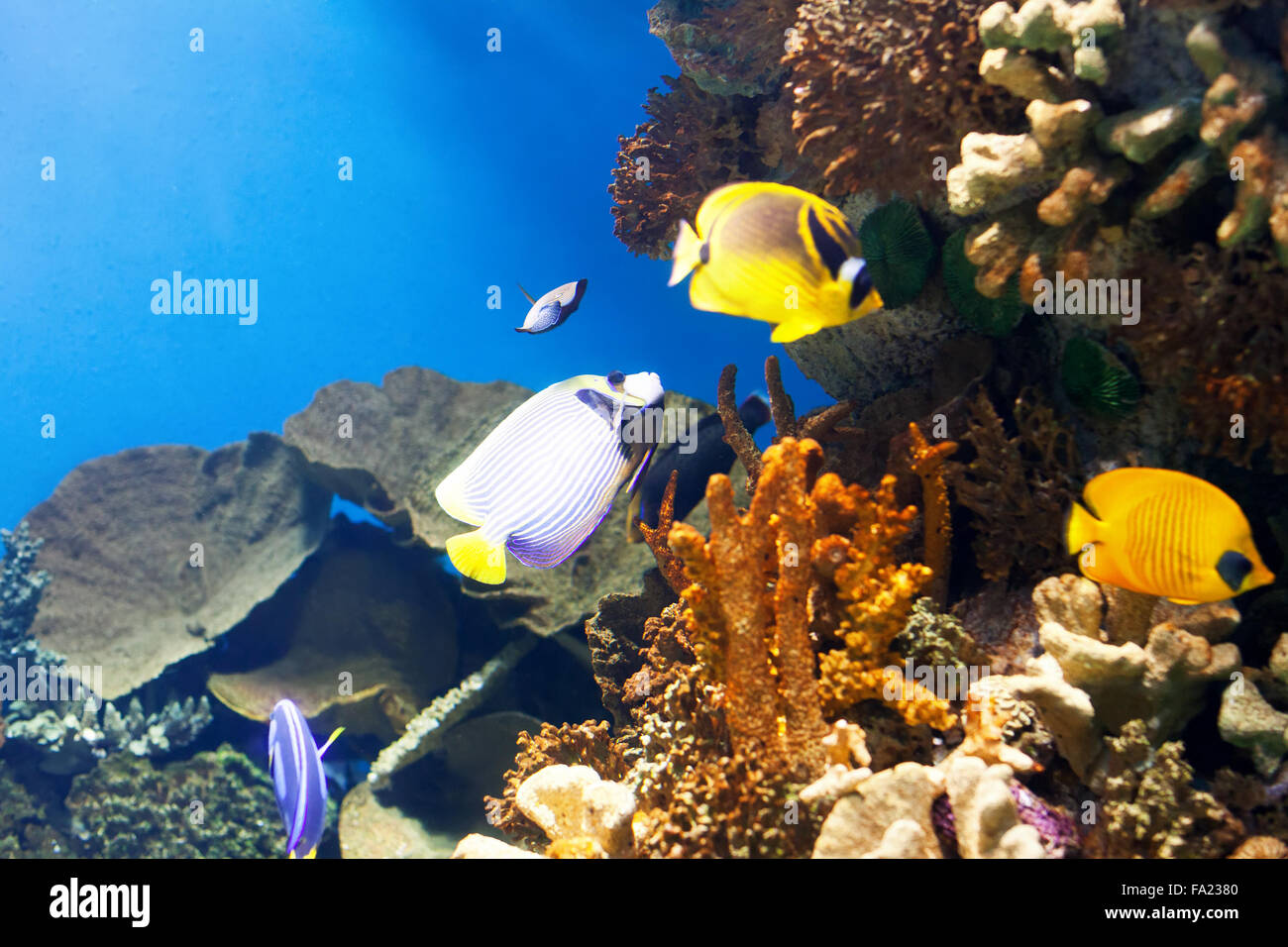 tropical fish at coral reef in sea Stock Photo - Alamy