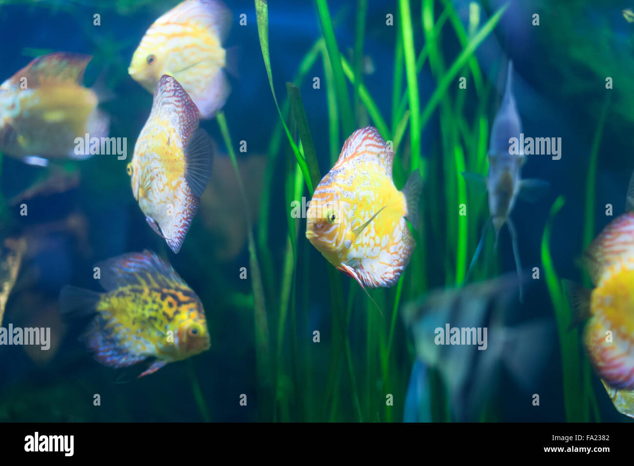 discus in the grass at water Stock Photo - Alamy