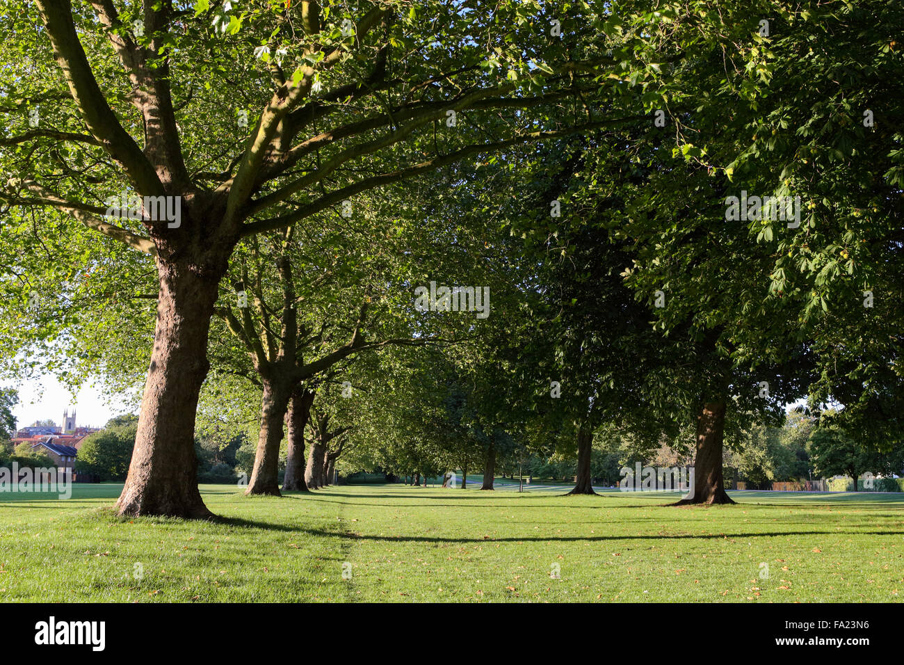 Looking along the rows of horse chestnut trees which border The Long ...