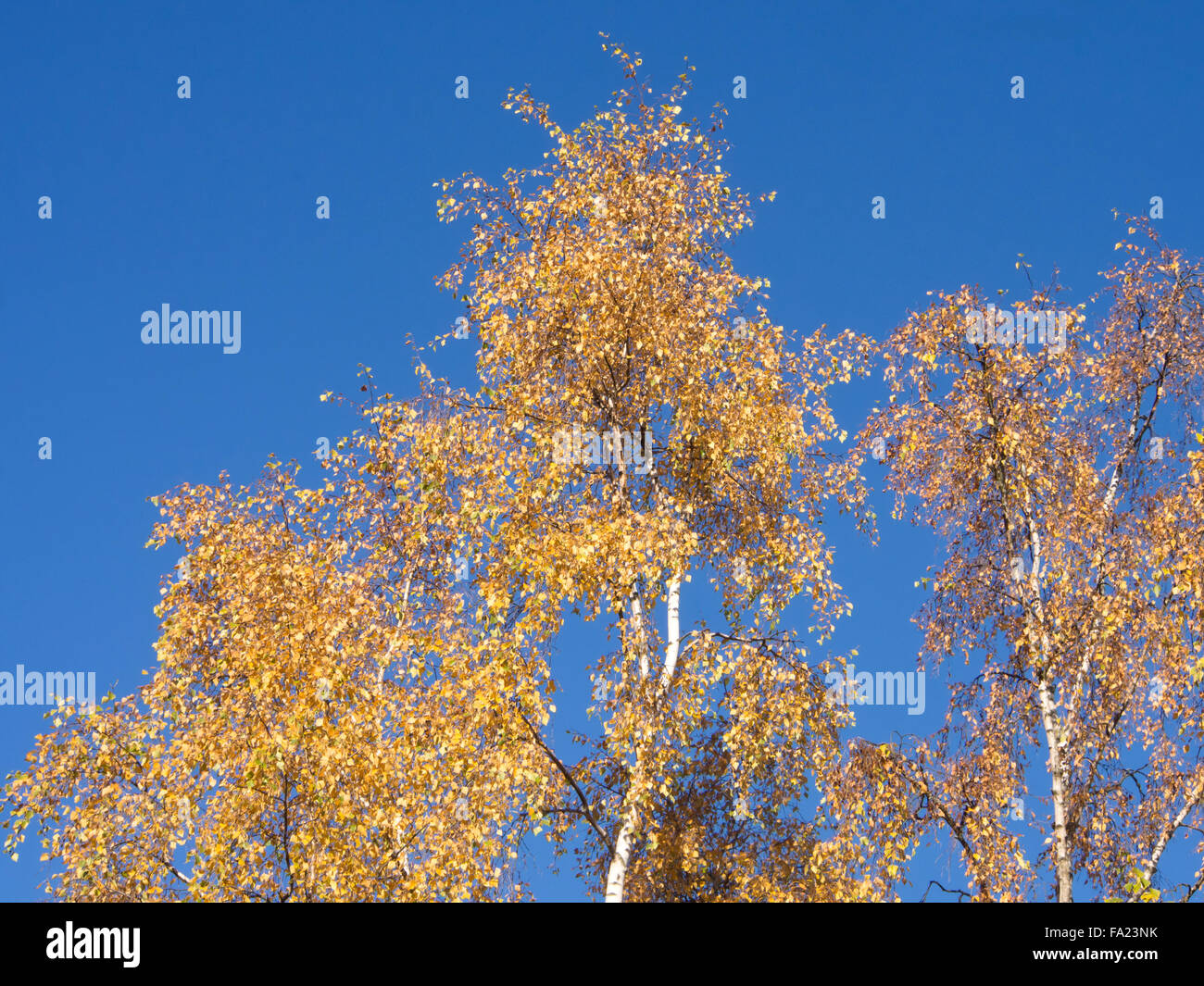 Yellow birch tree hi-res stock photography and images - Alamy