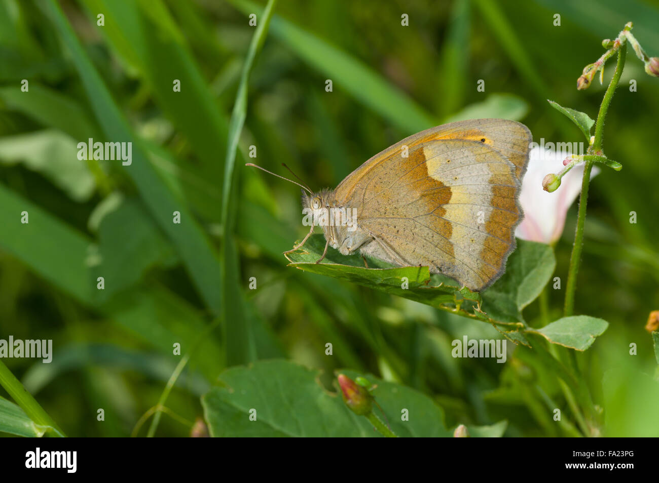 Meadow brown (Maniola jurtina) butterfly resting in shadows of summer ...