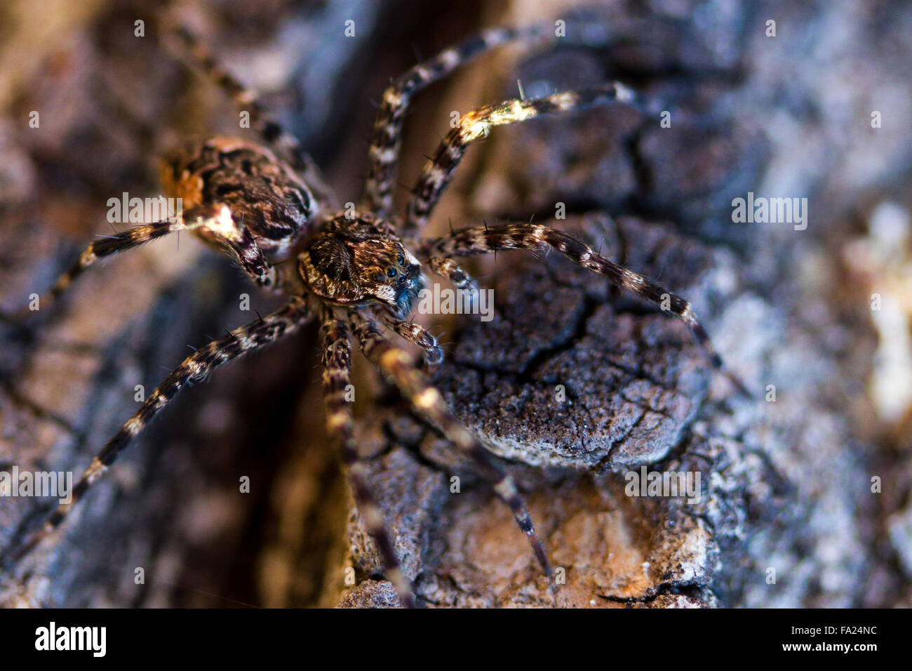 spider on bark Stock Photo - Alamy