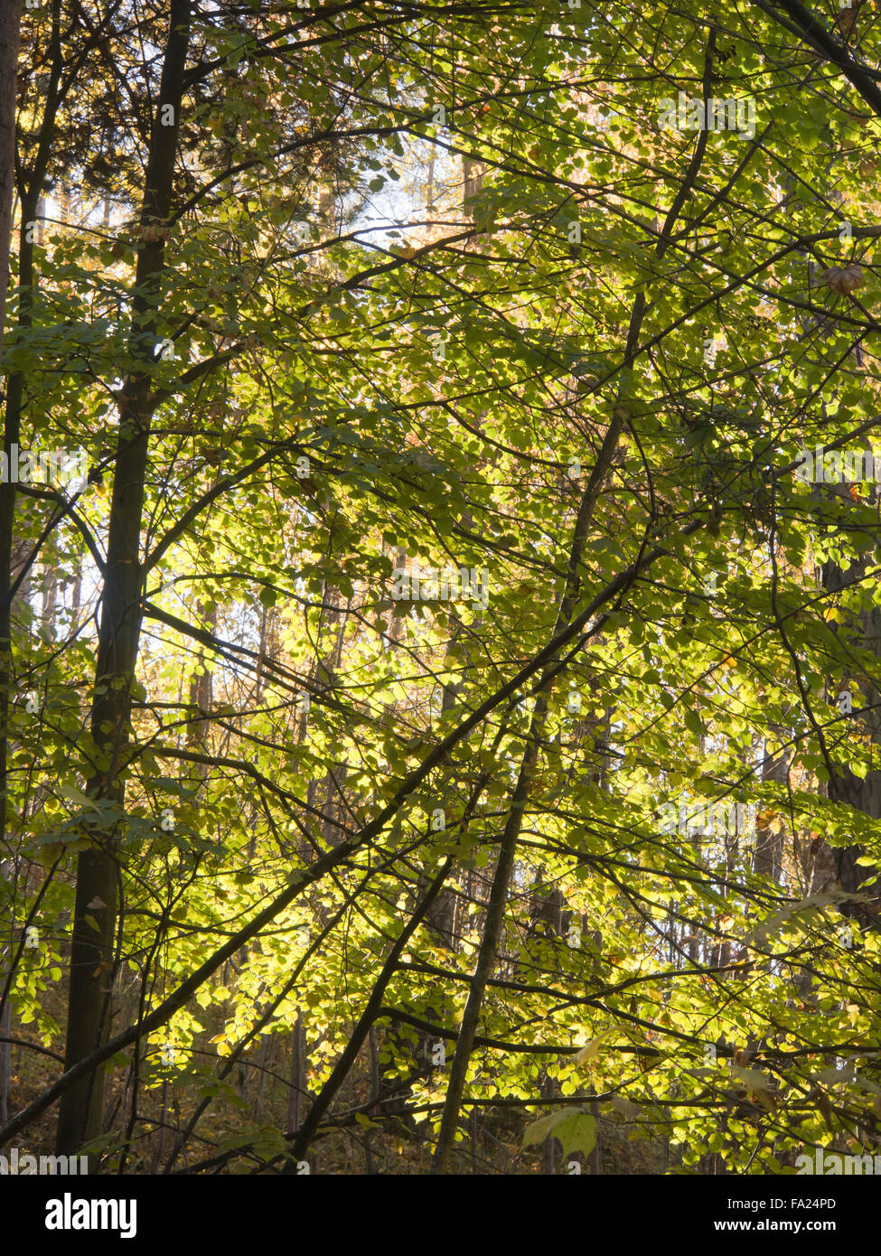 Looking up from the ground through the autumn foliage, a walk in the ...