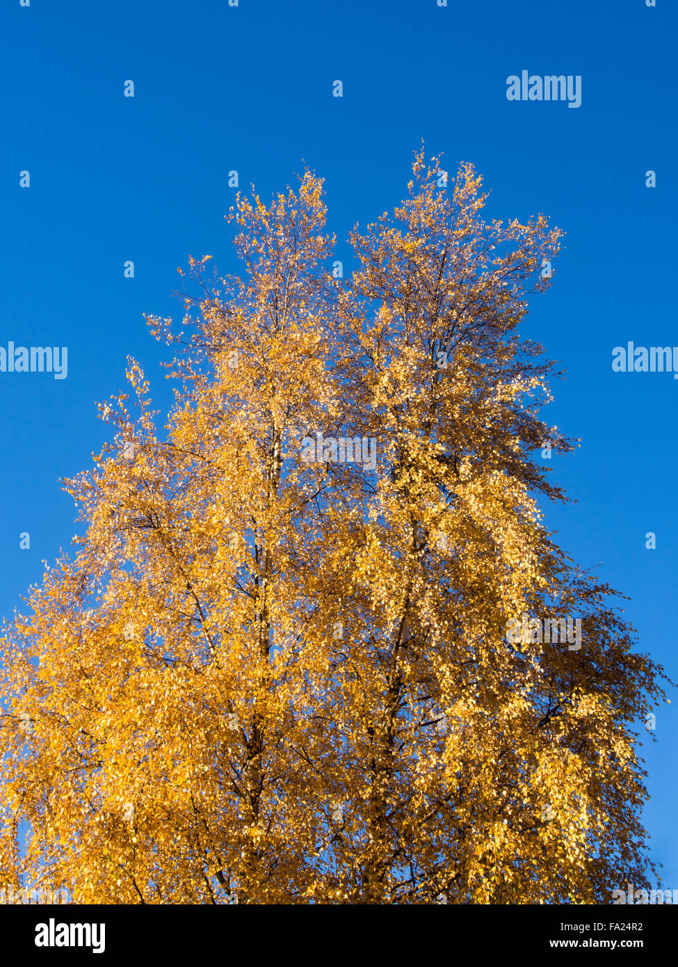 Yellow birch tree hi-res stock photography and images - Alamy