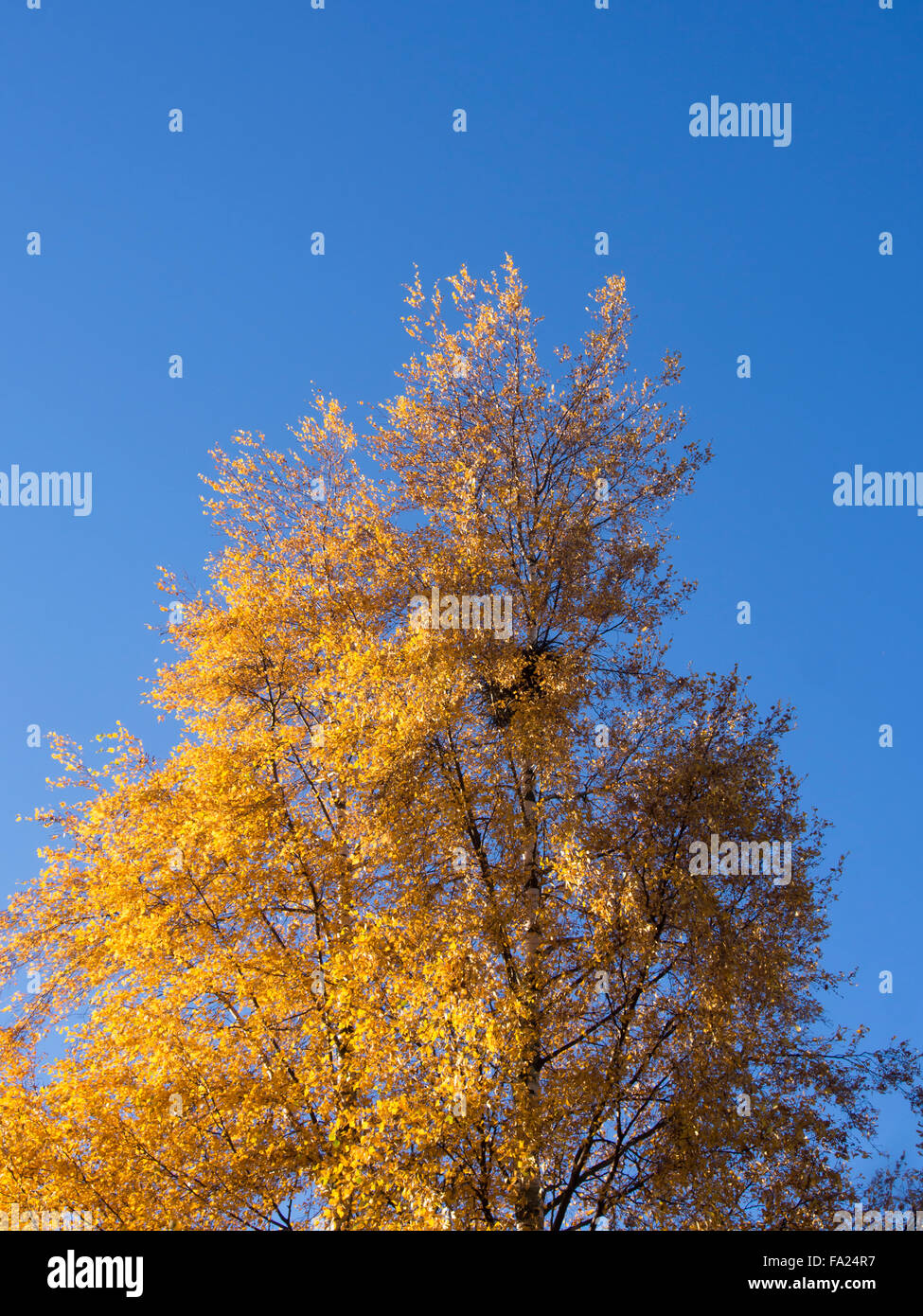 Yellow birch tree hi-res stock photography and images - Alamy