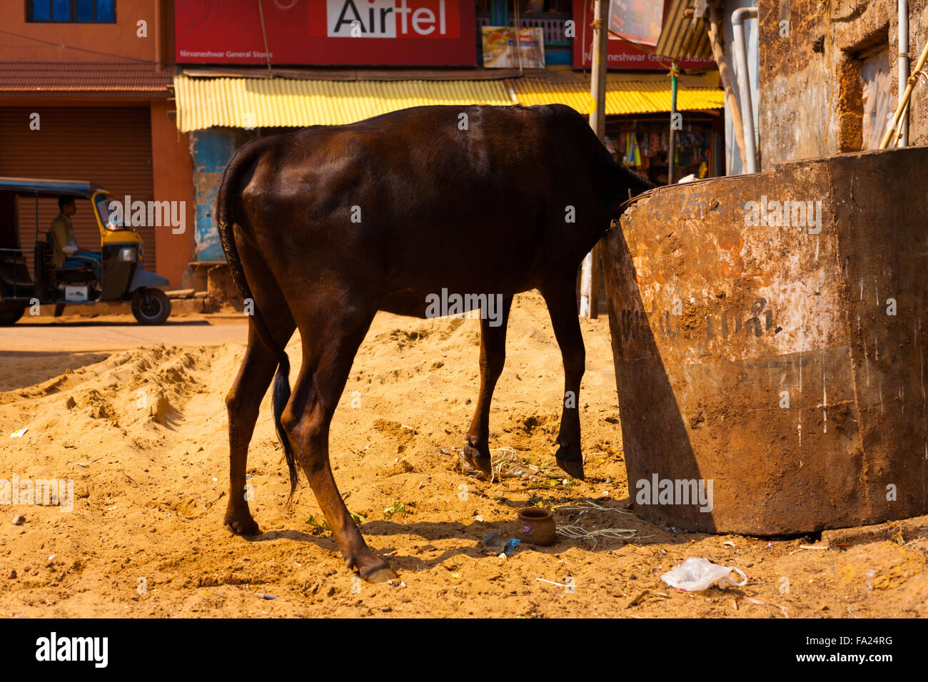 An Indian cow uncomfortably burying its head in a garbage dumpster ...