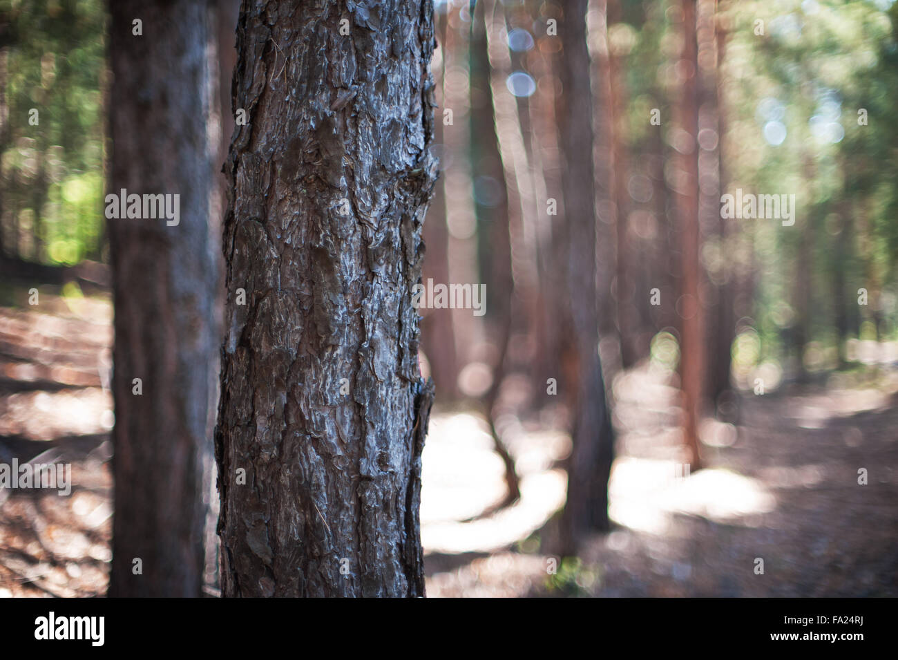 Closeup tree in the forest Stock Photo - Alamy