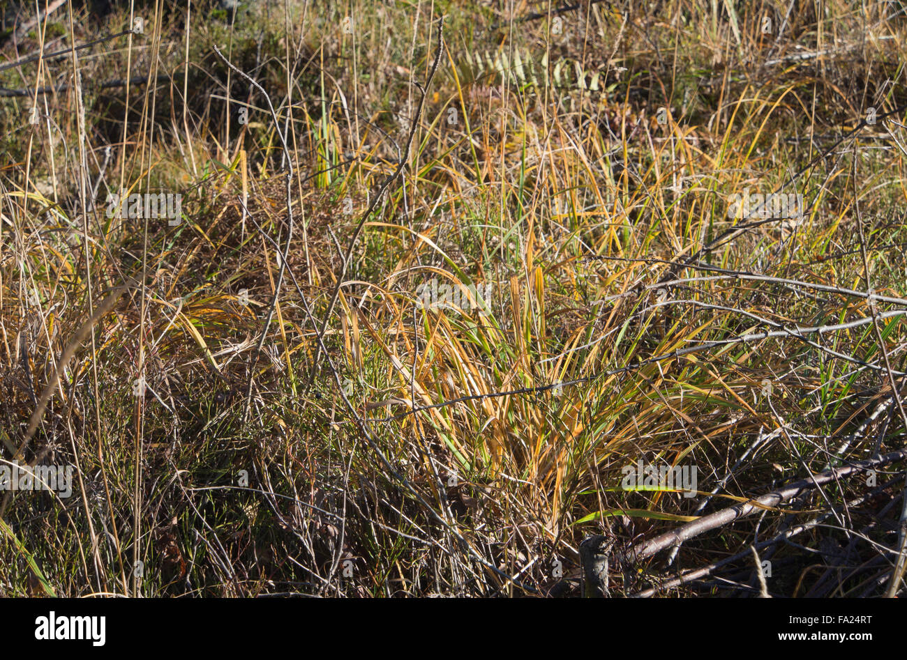 Tangled grass hi-res stock photography and images - Alamy