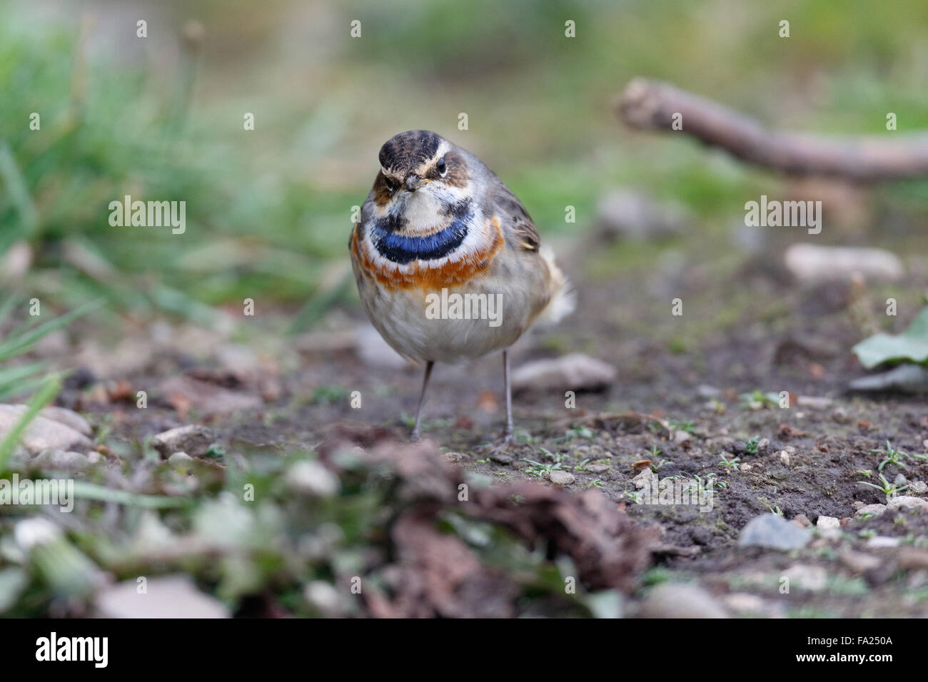 Blue throat bird hi-res stock photography and images - Alamy