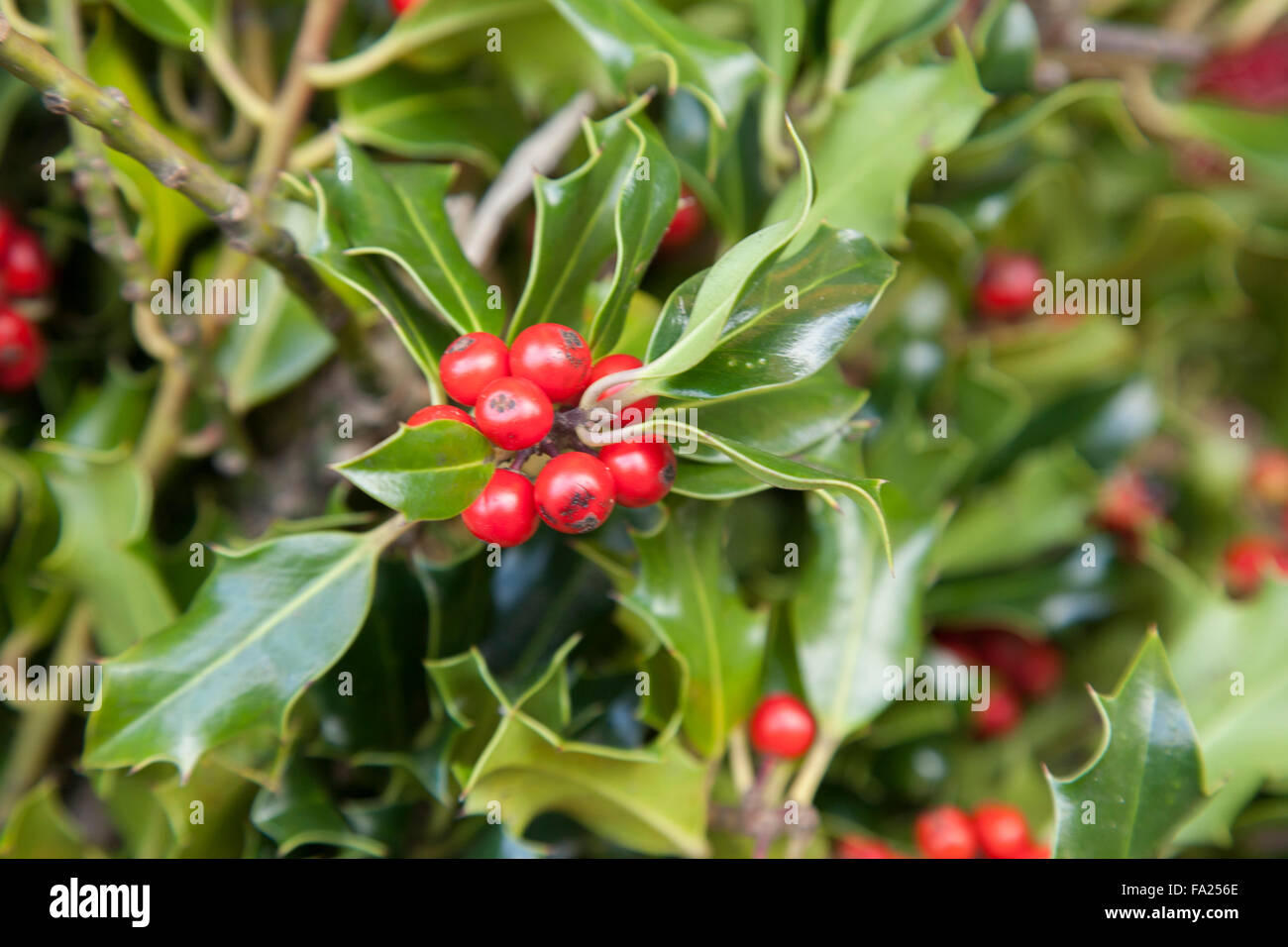 Festive Holly at Christmas Market Stock Photo - Alamy