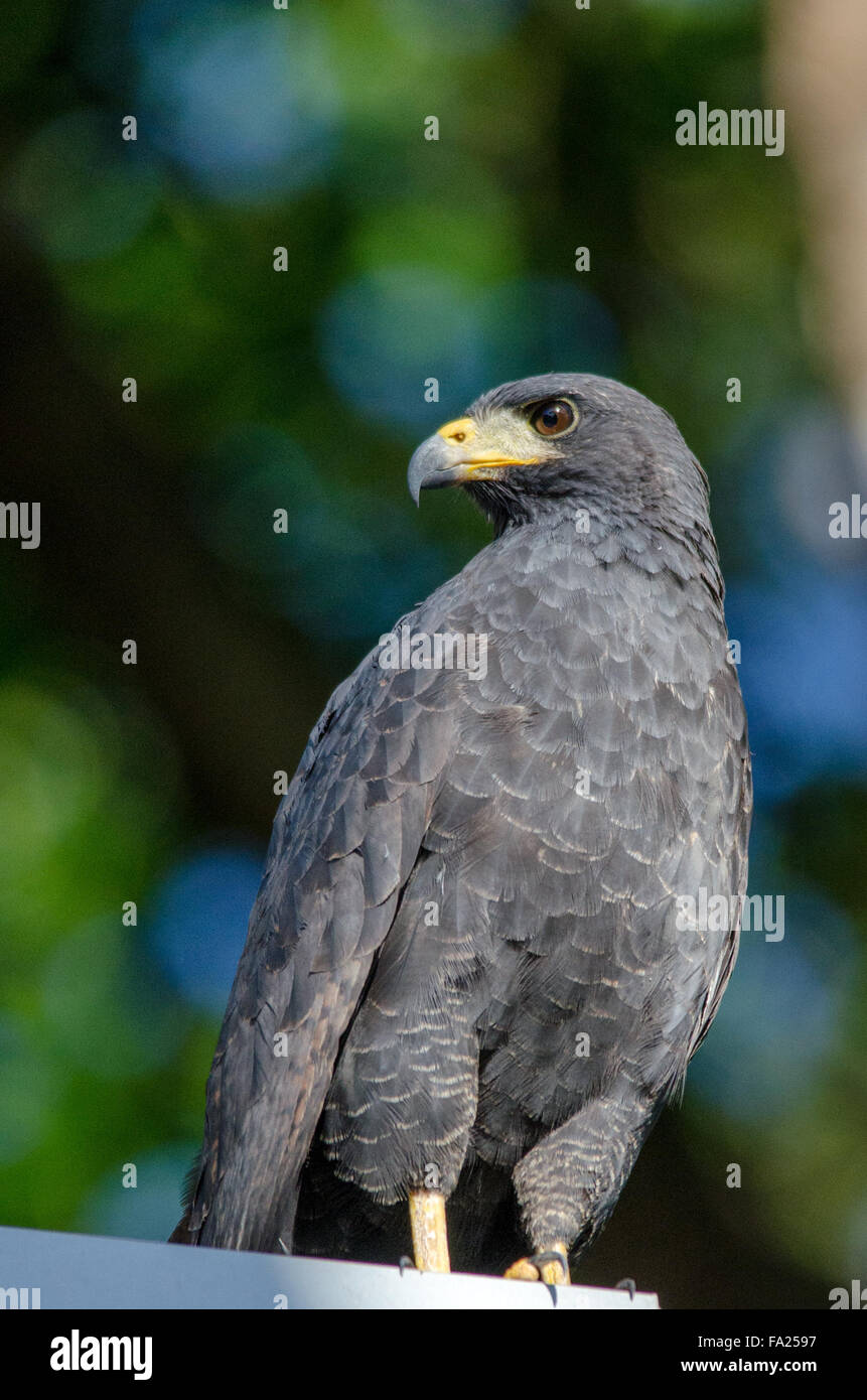 Common black hawk (Buteogallus anthracinus), Panama, Central America ...