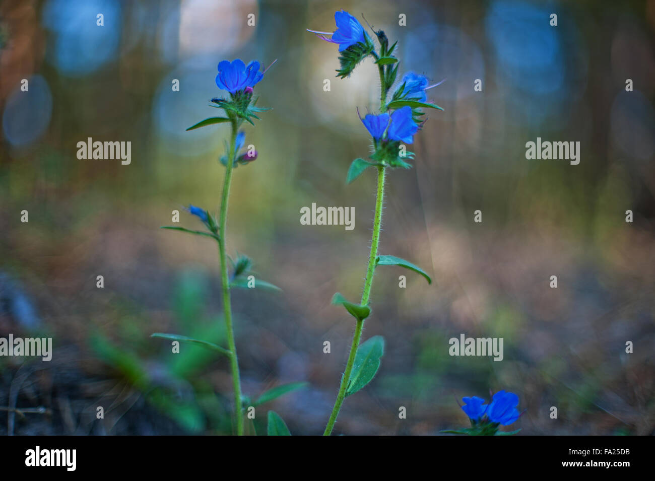 Blue forest flower Stock Photo - Alamy