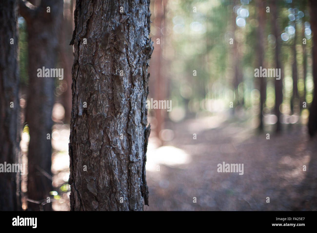 Closeup tree in the forest Stock Photo - Alamy