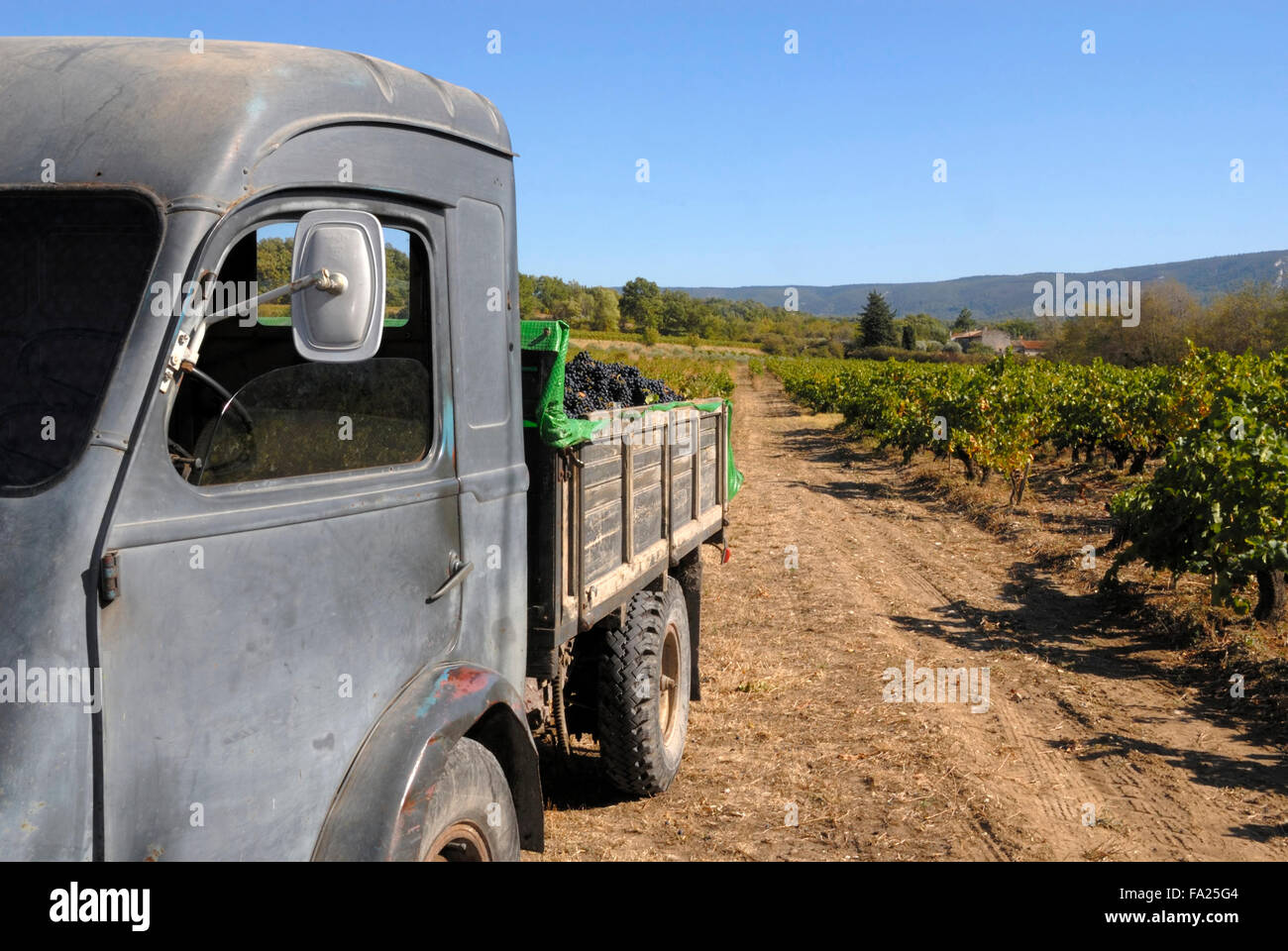 Old French truck with grapes during the harvest.At the background the ...