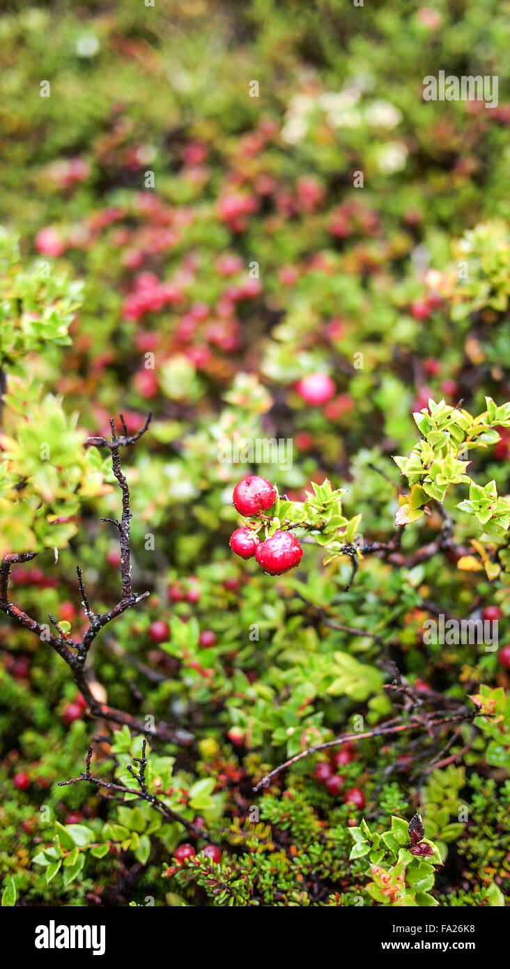 El Calafate Fruit Stock Photo - Alamy