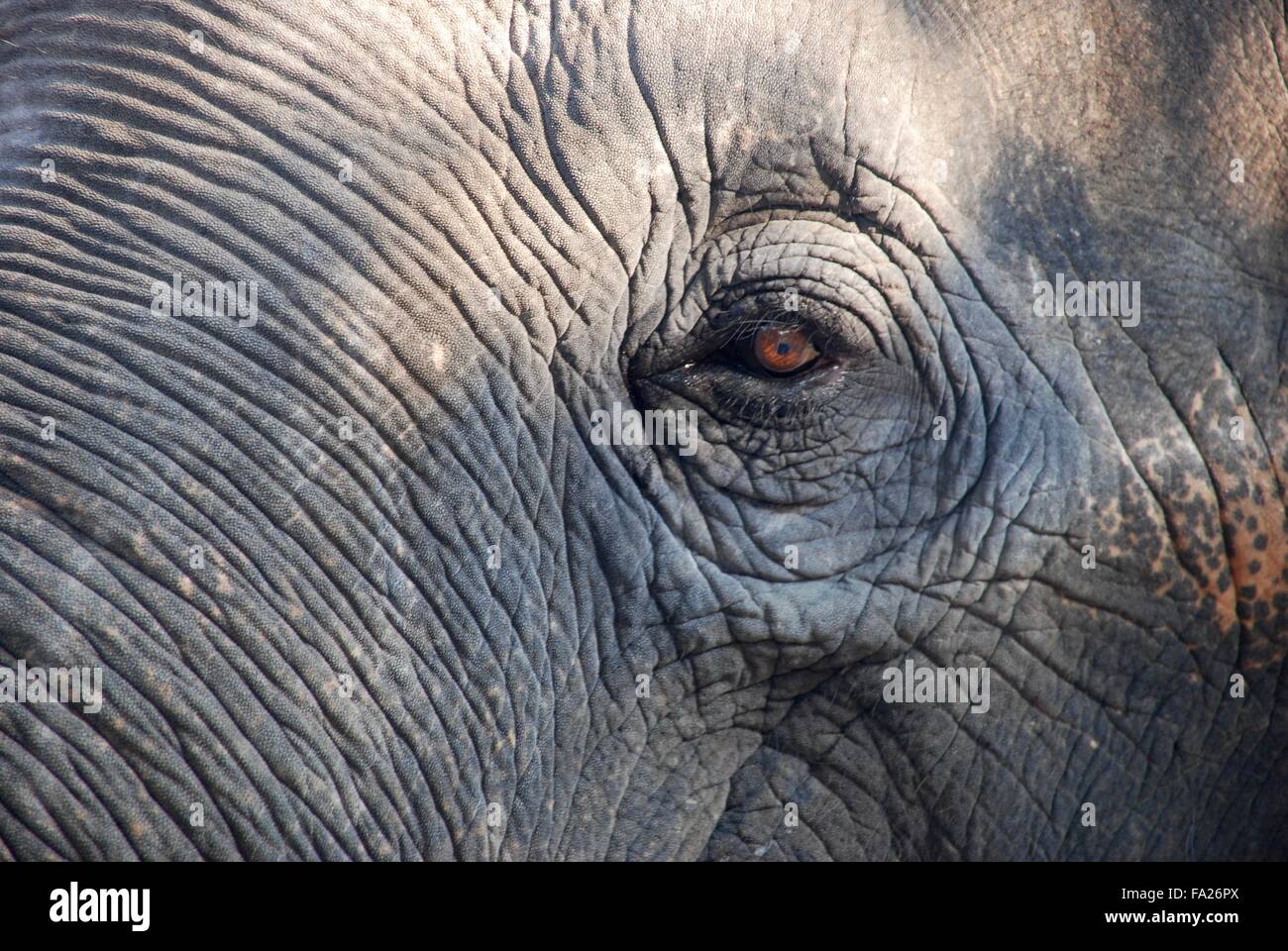Elephants Eye Stock Photos & Elephants Eye Stock Images - Alamy