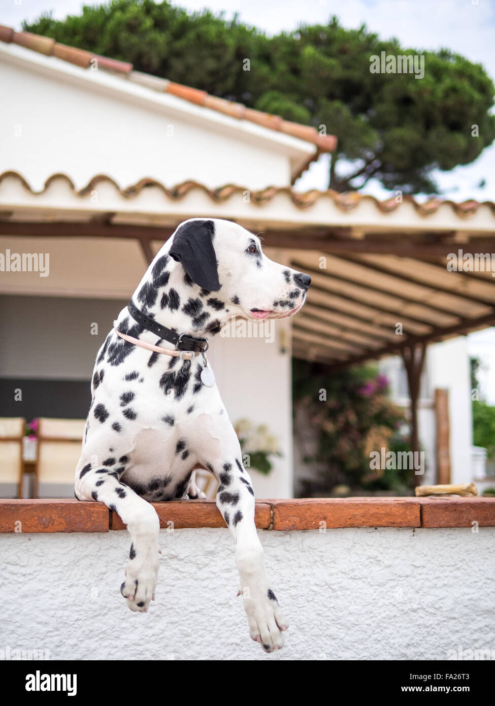 Legs dalmatian dog hi-res stock photography and images - Alamy