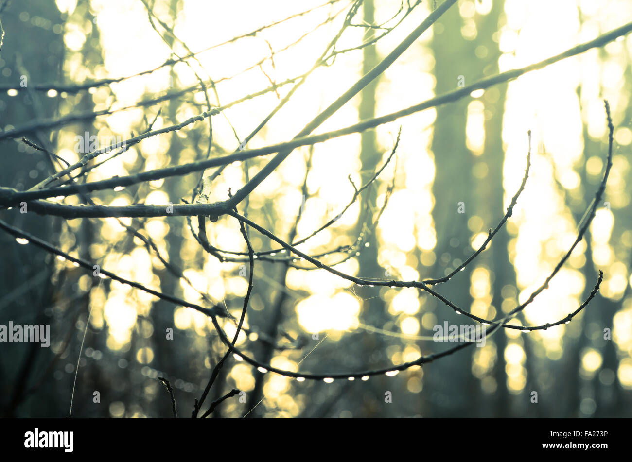 The twigs of the tree in the light rain hi-res stock photography and ...
