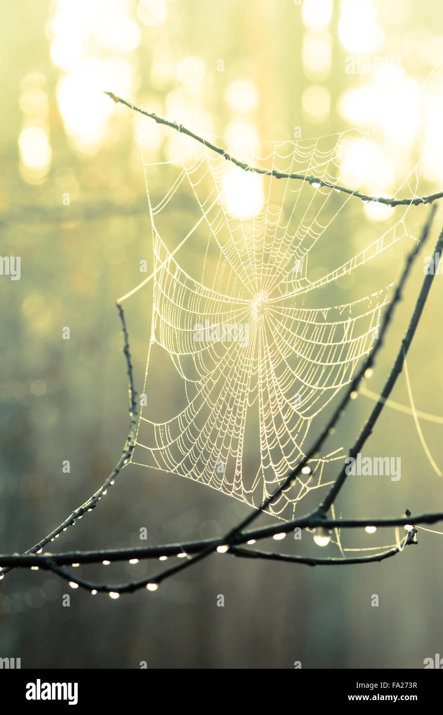 The twigs of the tree in the light rain hi-res stock photography and ...