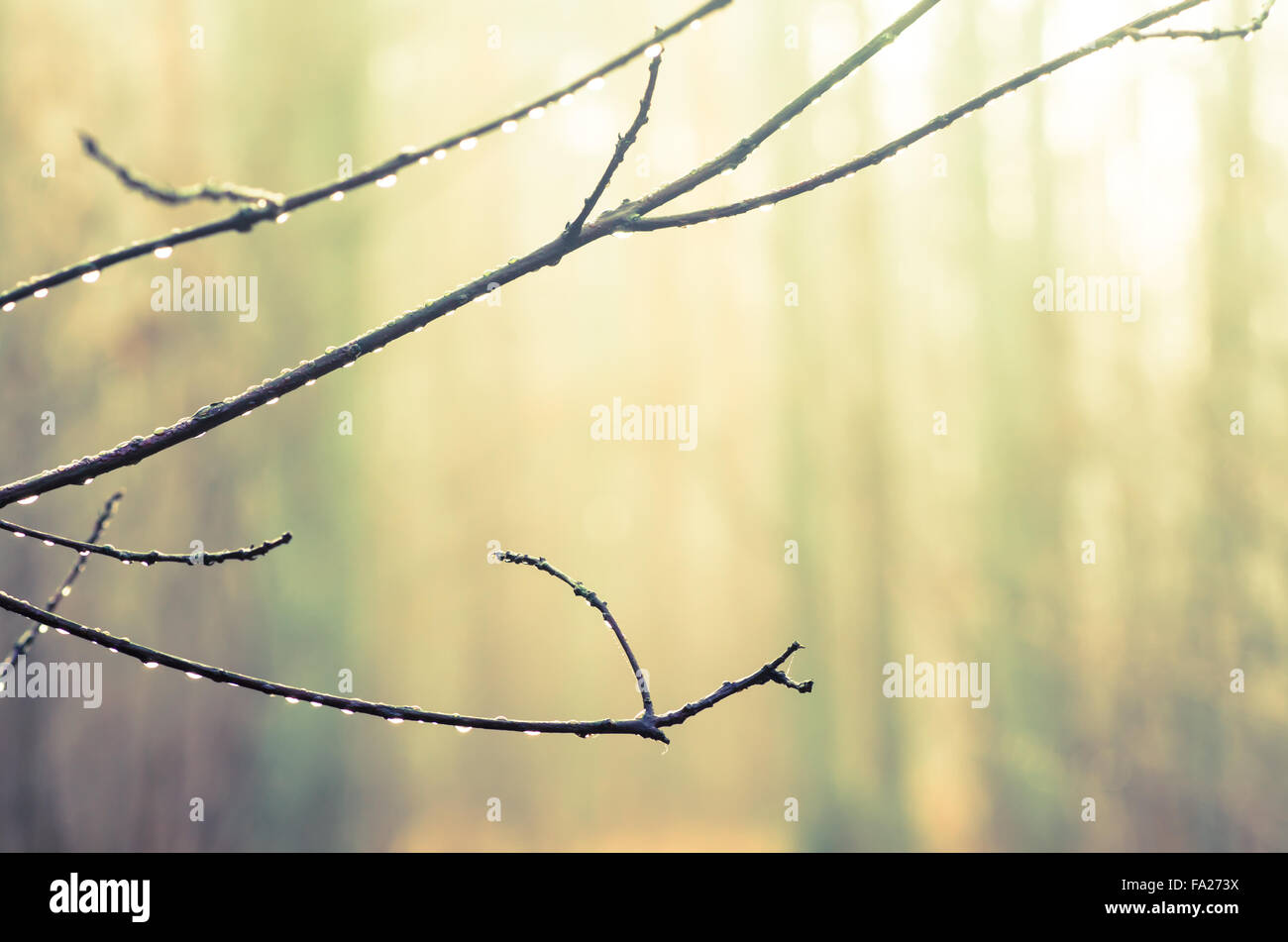 Drops in tree hi-res stock photography and images - Alamy
