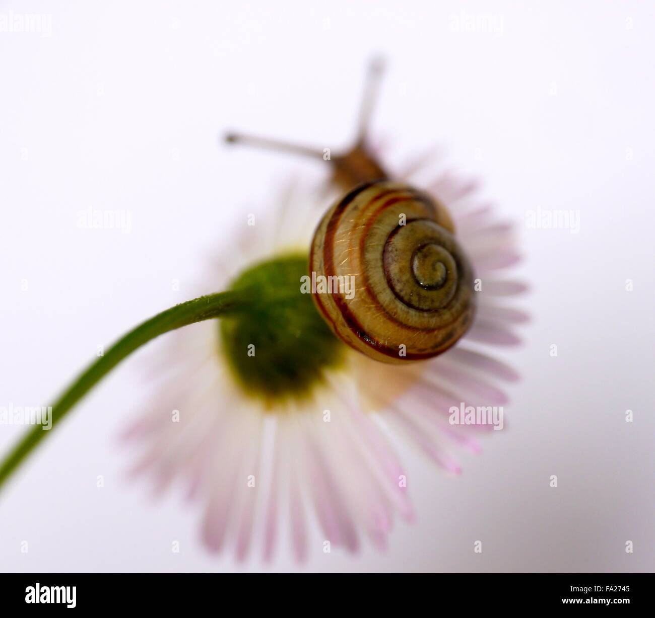 Snail on a daisy Stock Photo - Alamy