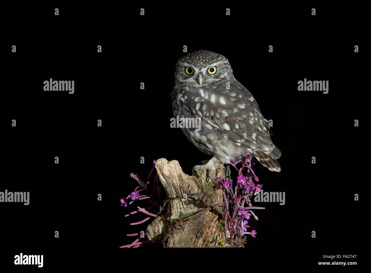 Owl at night hi-res stock photography and images - Alamy