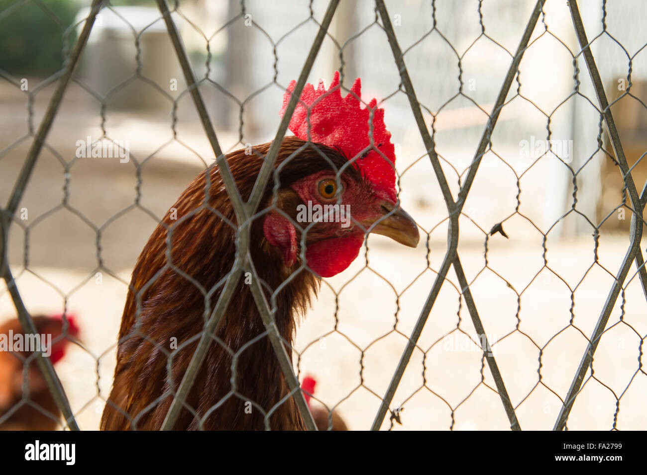 Traditional chicken coop with chickens and roosters inside Stock Photo ...