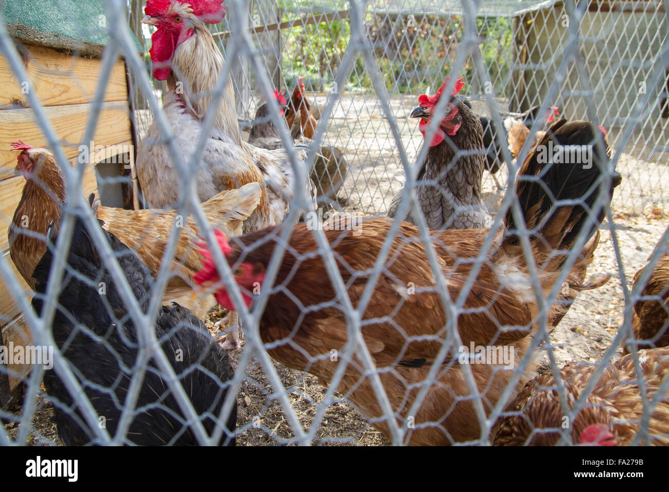 Traditional chicken coop with chickens and roosters inside Stock Photo ...