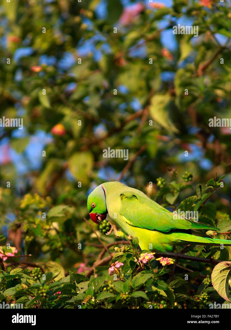 Ringed birds hi-res stock photography and images - Alamy