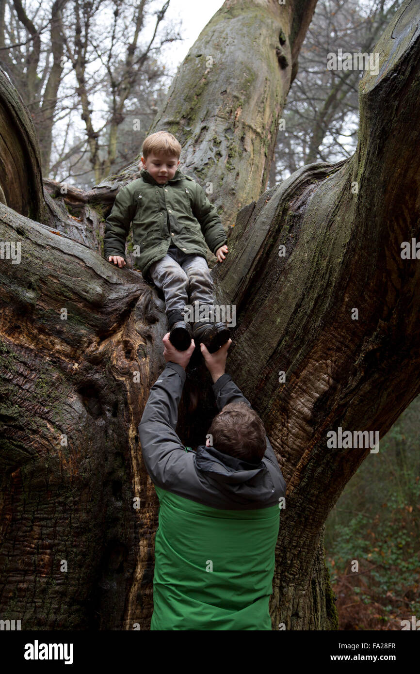 Children climbing trees Stock Photo - Alamy
