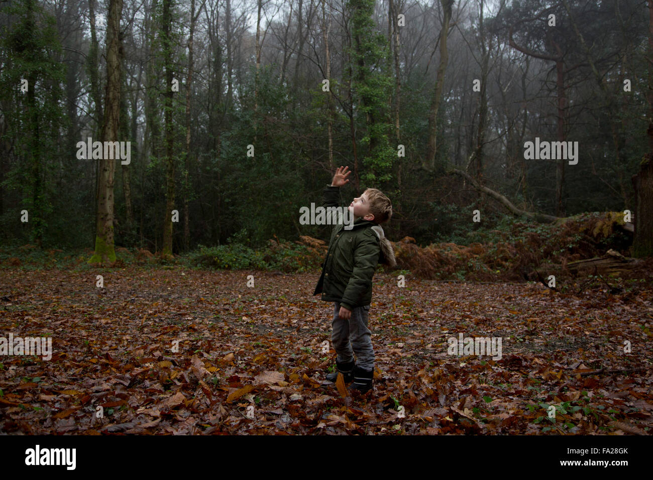 Children playing in the woods Stock Photo - Alamy